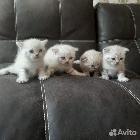 Шотландские вислоухие котята