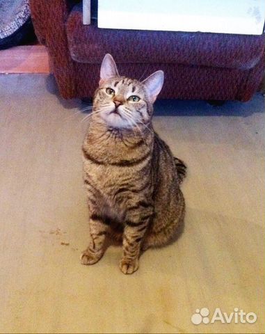 Молодая красавица, кошечка Маргарита