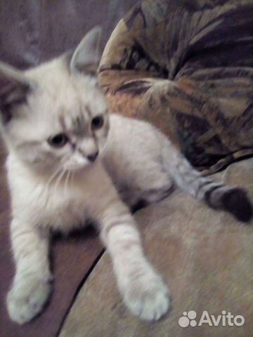 Отдам бесплатно кота
