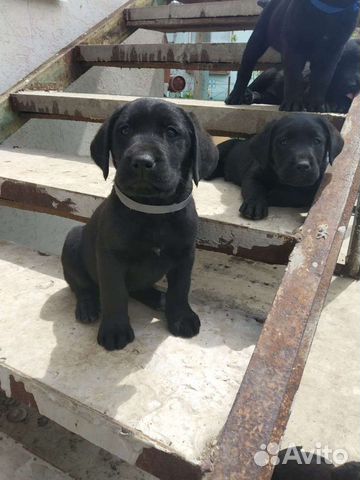 Щенки лабрадора