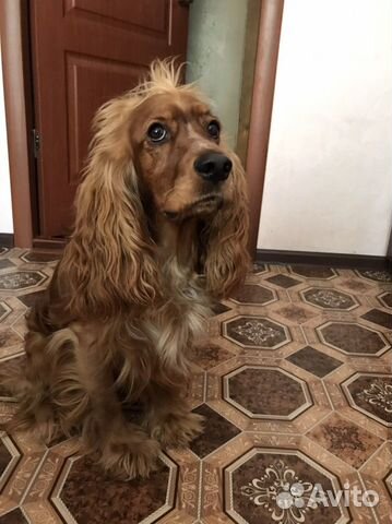 Англиский Кокер спаниель