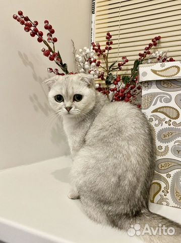 Шотландская кошка, 11 мес