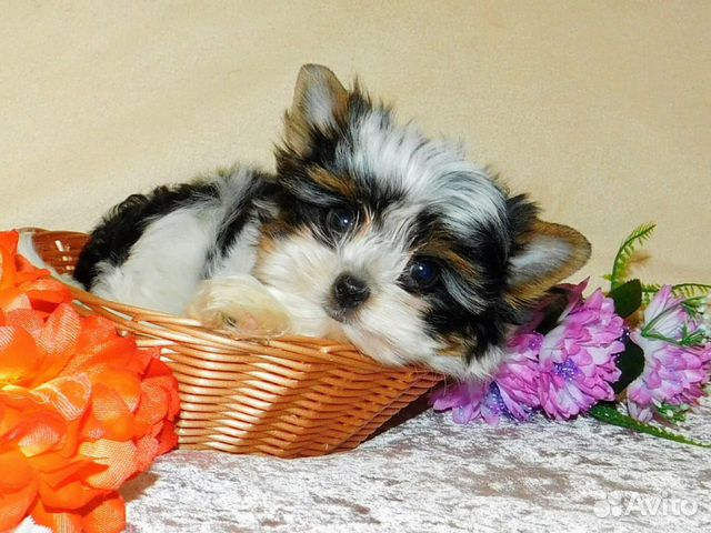 Мальчик Бивера, мелкий стандарт