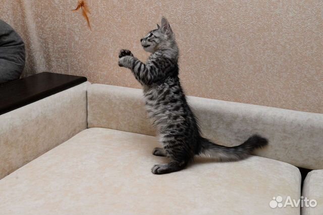 Саванна котенок угольное серебро