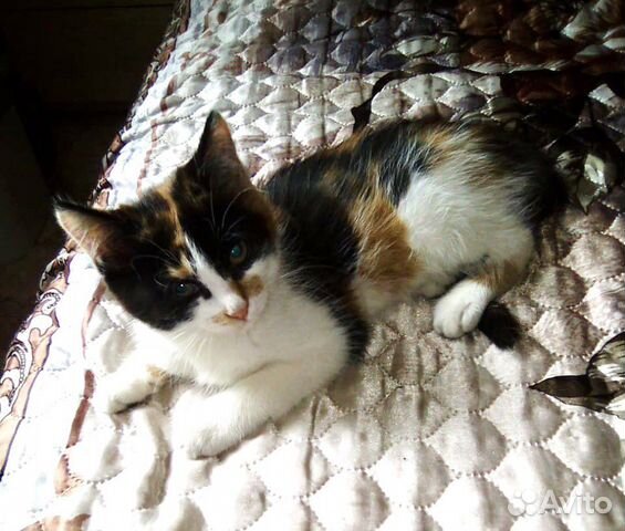 Котята 2,5 месяца