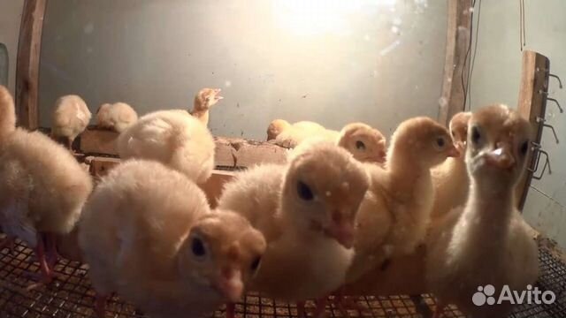 Индюки биг 6