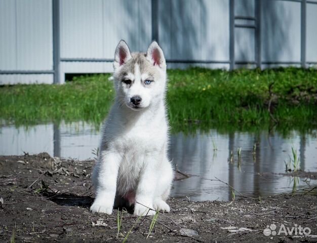 Щенки хаски с великолепной родословной