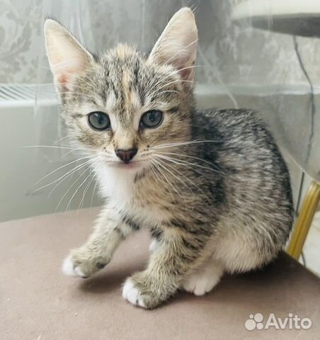 Котенок кошечка 1,5 месяца
