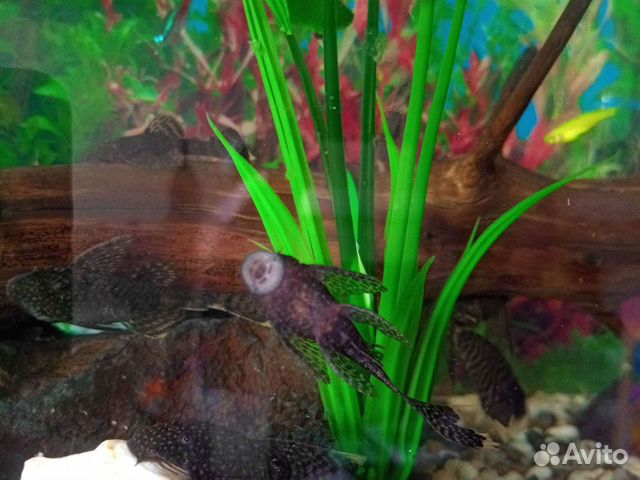 Сомик-прилепала Анцитрус