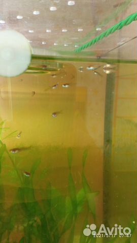 Аквариумные рыбки