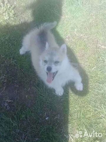 Щенок хаски