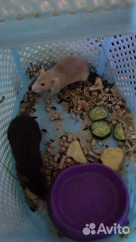 Мыши в добрые руки