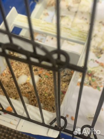 Амадины пара в дар с клеткой