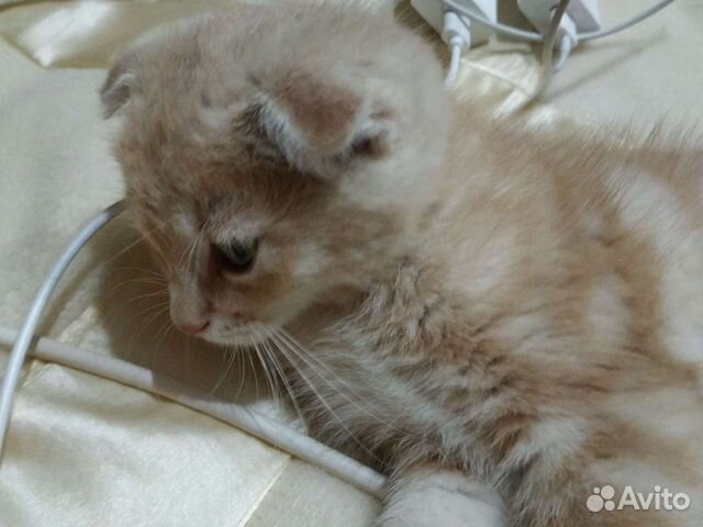 Британский вислоухий