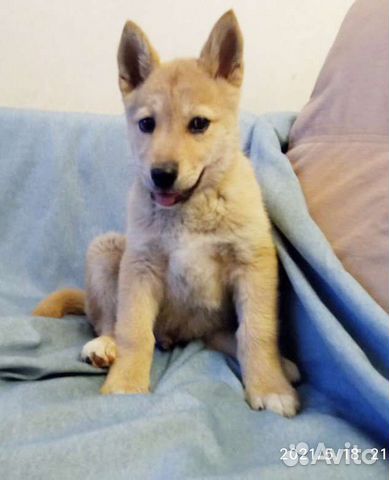 Мальчик метис лайки