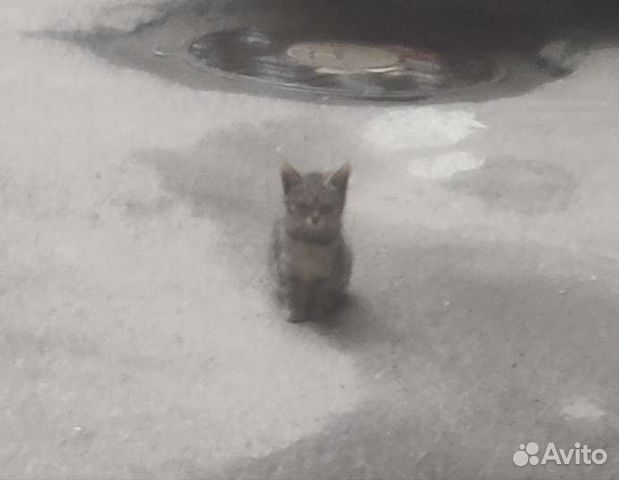 Полосатый котенок в злом дворе среди машин