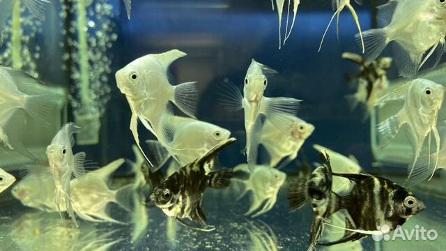Большой ассортимент аквариумной рыбки