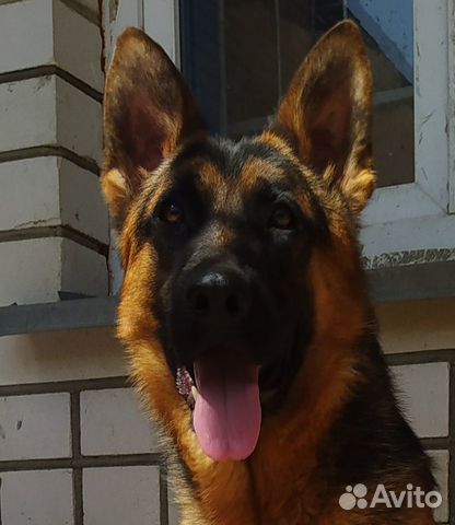 Немецкая овчарка