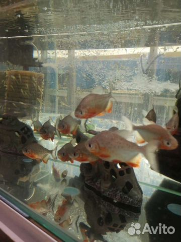 Пиранья паку