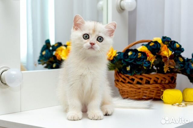 Котик, британец