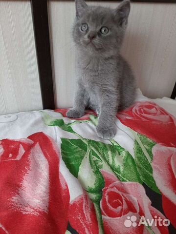 Британские котята и страйт