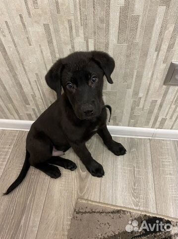 Щенки лабрадора