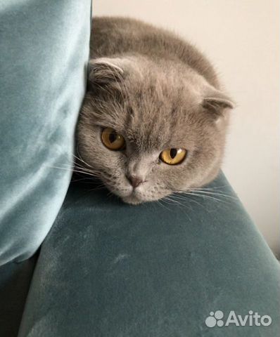 Шотландская вислоухая кошка
