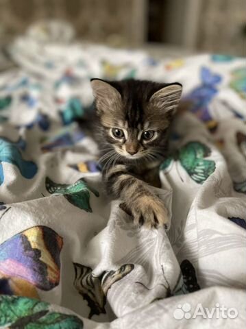 Кошка
