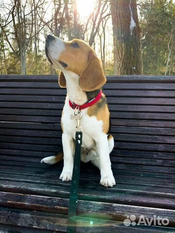 Бигль на вязку