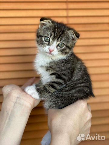 Шотладские вислоухие котята