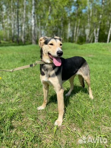 Эмма в добрые руки из приюта