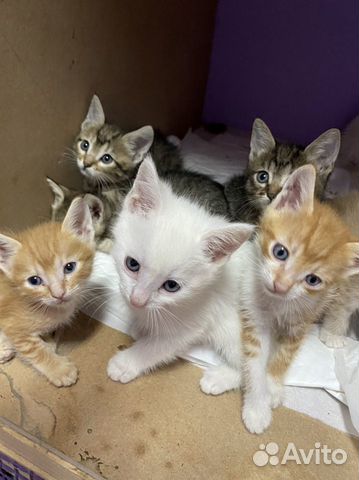 Котята в доьрые ручки