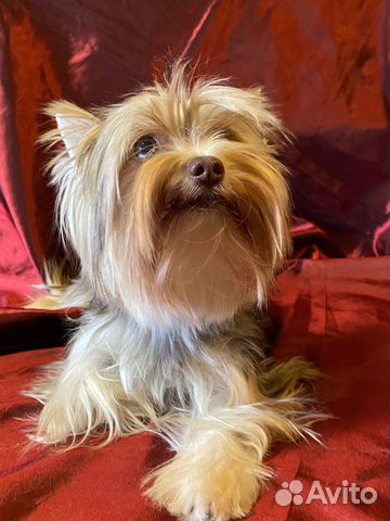 Голубоглазая шокобери девочка йорк