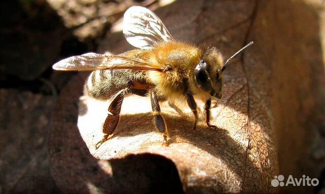 Пчелы карпатка