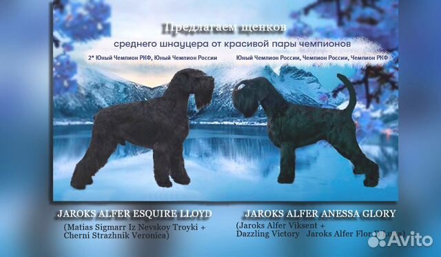 Щенки чёрного миттельшнауцера