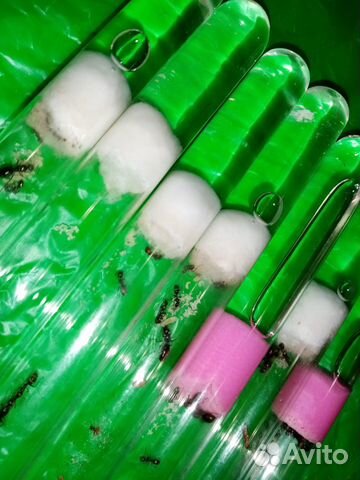 Муравьи жнецы, Formica, Mirmica, Camponotus