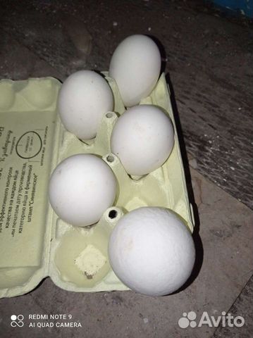 Яйцо гуся инкубационное