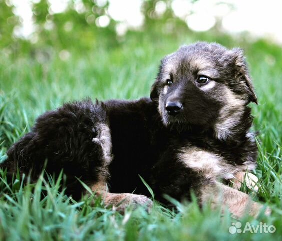 Щенок Пупсень