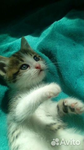 Котёнок мальчик в добрые ручки