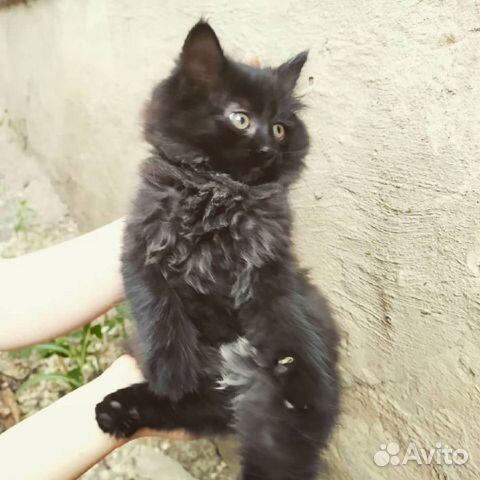 Котосемья в добрые руки или передержка, очень нужн