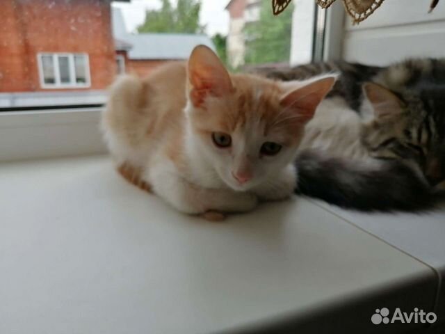 Очень весёлый рыжий котенок 3 месяца