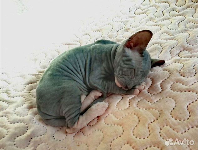 Донской сфинкс котята