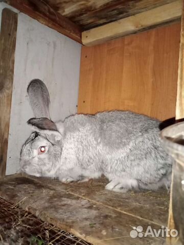 Кролики рабочие