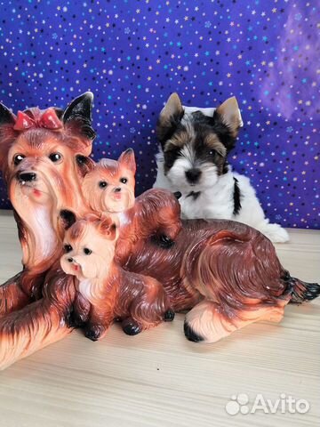 Очаровательный мальчик бивер