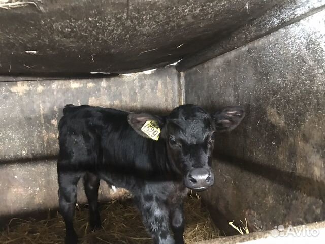 Абердин ангус бычки