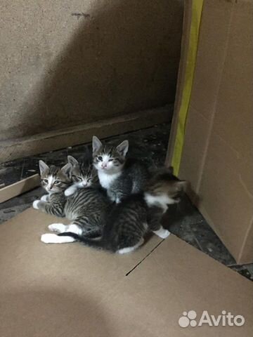 Котята в добрые руки бесплатно