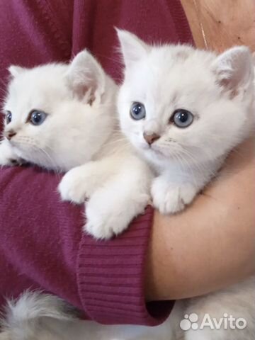 Шотландские котята