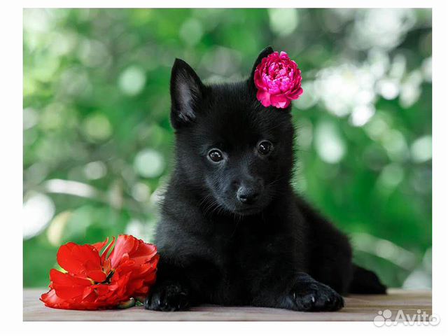 Щенки схипперке