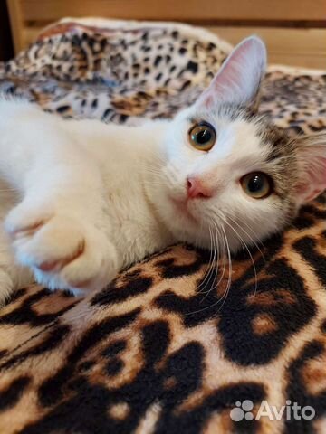 Турецкая ангора Ван, 2,5 мес