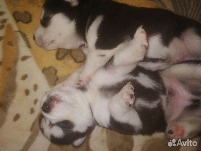 Сибирский хаски